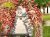 Second Life Marketplace - :FNY: Designs - Wisteria Sinensis - Red