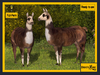 Second Life Marketplace - ::DisturbeD:: Farm Animals - Llama - FULL ...