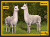 Second Life Marketplace - ::DisturbeD:: Farm Animals - Alpaca - FULL ...