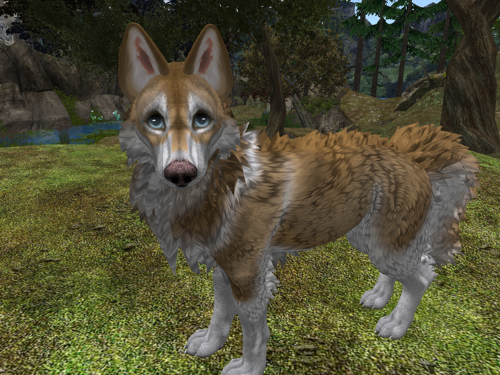 Second Life Marketplace - TWI LIMITED EDITION Mocha Husky Mod for TWI Wolf