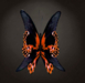 Second Life Marketplace - {Papillon} Ma/Sma/Nor/Fey/Bard/HalloweenA Cocoon