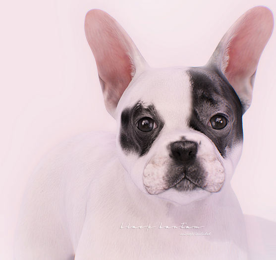 Second Life Marketplace - [Black Bantam] Animesh Patch Eye French Pup Set