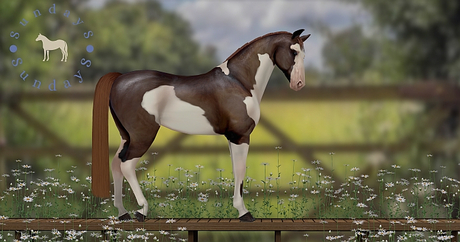 Second Life Marketplace - SundayS - Cookie and cream pinto