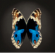 Second Life Marketplace - {Papillon} Fe/Mon/Nor/Fey/Butterfly/Behemoth ...