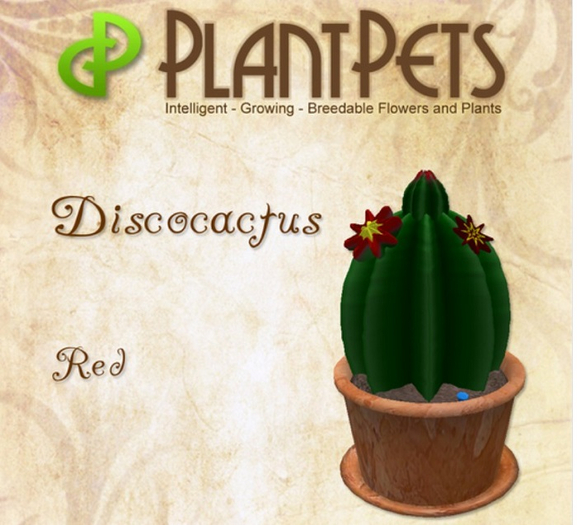 Second Life Marketplace - PlantPet Seed [Discocactus *Red*]