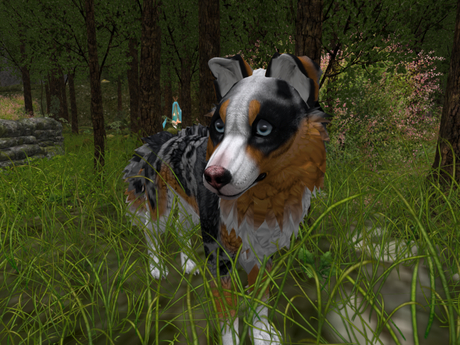 Second Life Marketplace - Blue Merle Aussie for TWI Wolf