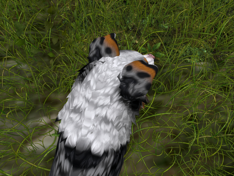 Second Life Marketplace - Blue Merle Aussie for TWI Wolf