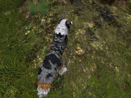 Second Life Marketplace - Blue Merle Aussie for TWI Wolf