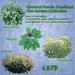 Second Life Marketplace - ~CFC~ Garden Collection Pack 3 Alpha Plants