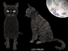 Second Life Marketplace - ~VV~ Witch Familiar