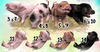 Second Life Marketplace - JIAN Playtime Piglets 5. Tricolor Companion