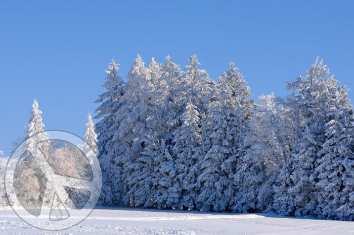 Second Life Marketplace - 1088 - Winter - Snow - Snowy Pine Trees ...