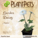 Second Life Marketplace - PlantPet Seed [Garden Daisy *Mabel*] COMMON
