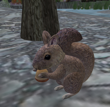 Second Life Marketplace - Squirrel Pack(feedable, copy)