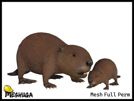 Second Life Marketplace - Meshuga Beaver FULL PERM MESH
