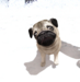 Second Life Marketplace - JIAN Animated wearable pug dog Companion