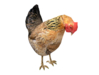 Second Life Marketplace - DFS Hen (0 days)