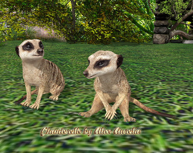 Second Life Marketplace - 3. Mutresse-Curious Meerkats