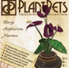 Second Life Marketplace - PlantPet Seed [Large Anthurium *Maroon*]