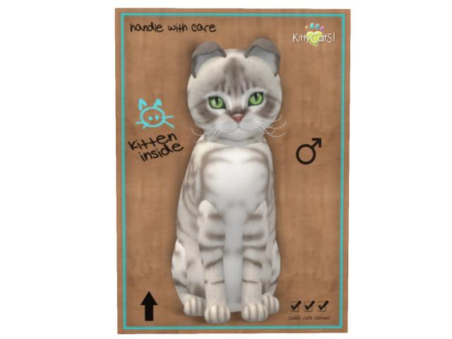 Second Life Marketplace - KittyCatS Box - 8T - M - Australian Mist ...