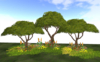 Second Life Marketplace - Jad Garden - Warm Acacia Tree Mediterrenean ...