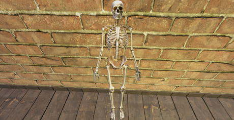 Second Life Marketplace - human skeleton