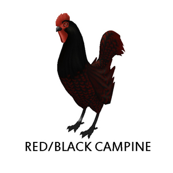 Second Life Marketplace - Amaretto Barnyard Nest: Red/Black Campine ...