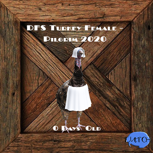Second Life Marketplace - DFS Turkey Female - Pilgrim 2020 (0 Days Old )