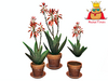 Second Life Marketplace - Meshed Potato Aloe Vera Plant Full Perm