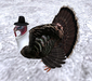 Second Life Marketplace - DFS Turkey Male - Pilgrim 2020