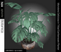 Second Life Marketplace - alpha.tribe::: [Botanica] Monstera Deliciosa ...