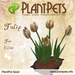 Second Life Marketplace - PlantPet Seed [Tulip *Fur Elise*]