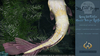 Second Life Marketplace - Brine - Roaring Seas Carousel FATPACK Mermaid ...