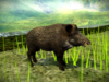 Second Life Marketplace - DFS Sow - Tarsk [Actual Item]
