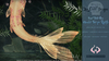 Second Life Marketplace - Brine - Frost Petal Hero FATPACK Mermaid Tail ...