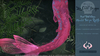 Second Life Marketplace - Brine - Frost Petal Villain FATPACK Mermaid ...