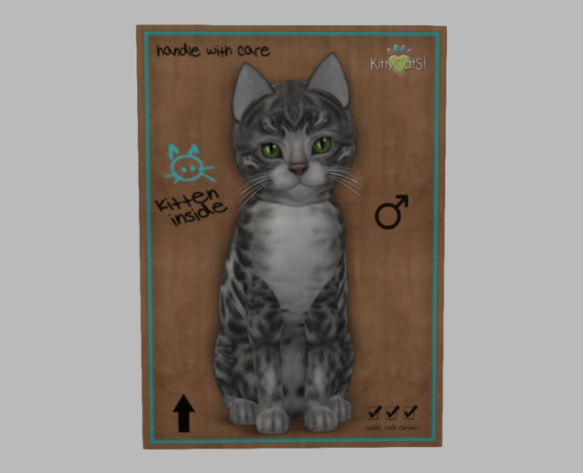 Second Life Marketplace - Male Breedable Cat Kitten Grey White Bengal ...