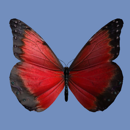 Second Life Marketplace - [CBB Egg] Celestial Butterfly Gen 2 Male Morpho