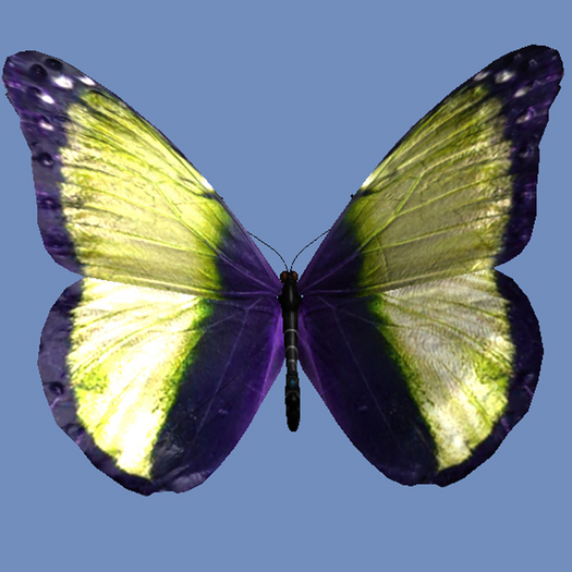 Second Life Marketplace - [CBB Egg] Celestial Butterfly Banded Sunbeam ...