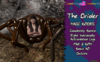 Second Life Marketplace - Creature Comforts - The Drider (Masc)