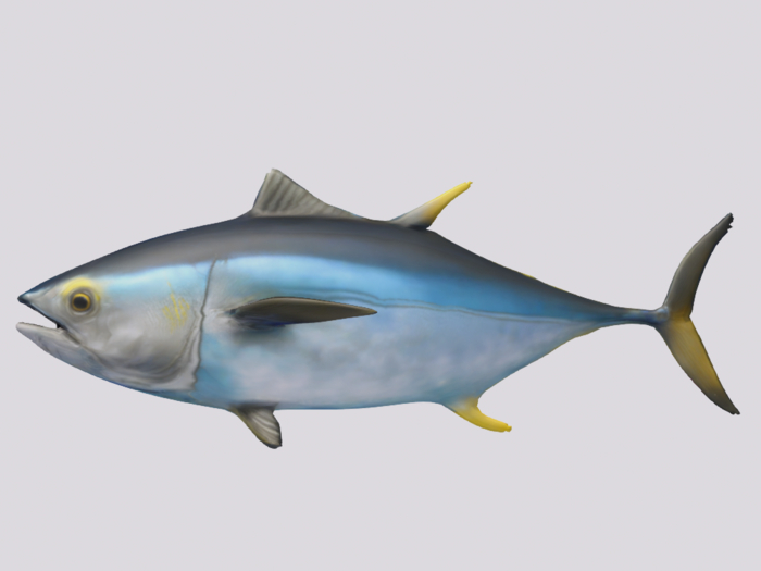 Second Life Marketplace - :cgg: Tuna