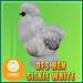Second Life Marketplace - DFS Hen - Silkie White (Actual Item) 0 Days Old