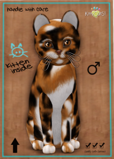 Second Life Marketplace - KittyCatS Box - Maine Coon - Plush Calico