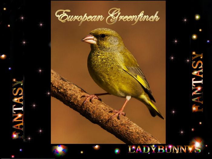 Second Life Marketplace - Bunny's Sounds-European Greenfinch