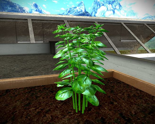 Second Life Marketplace - DFS Herb - Basil Plant V1.1 [Actual Item]