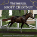 Second Life Marketplace - { AETHERIEL } Super Sheen: Sooty Chestnut ...