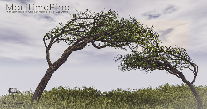 Second Life Marketplace - LB Maritime Pine Tree Animated Green Dry options