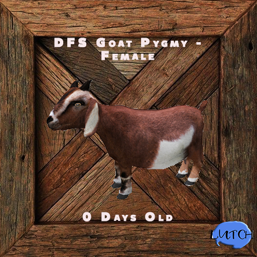 Second Life Marketplace - DFS Goat Pygmy - Female ~ 0 Days