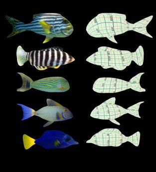 Second Life Marketplace - CORAL REEF SCULPTED FISH - MAPS AND TEXTURES ...