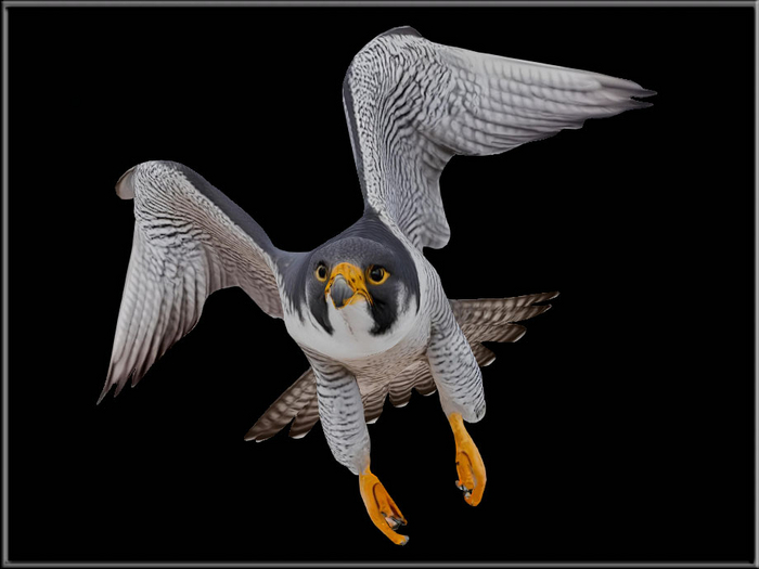 Second Life Marketplace - T-3D Creations [ Peregrine Falcon ] Mesh ...